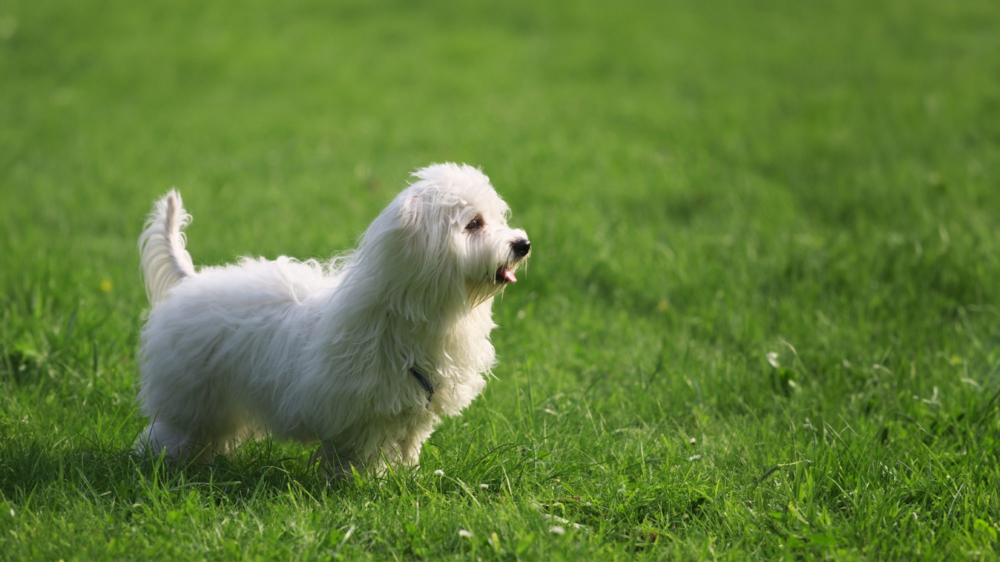 Canine Fertility Service | Dunscroft K9 Fertility Service | Doncaster ...